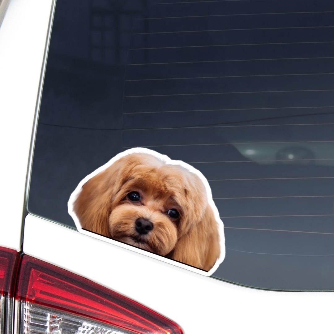 Maltipoo Car Decal: Peeking Red Dog Head, Waterproof Vinyl Sticker ...