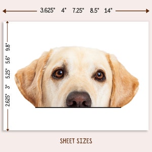 Cream Labrador Car Decal Sticker / Peeking Realistic Golden Dog Head ...