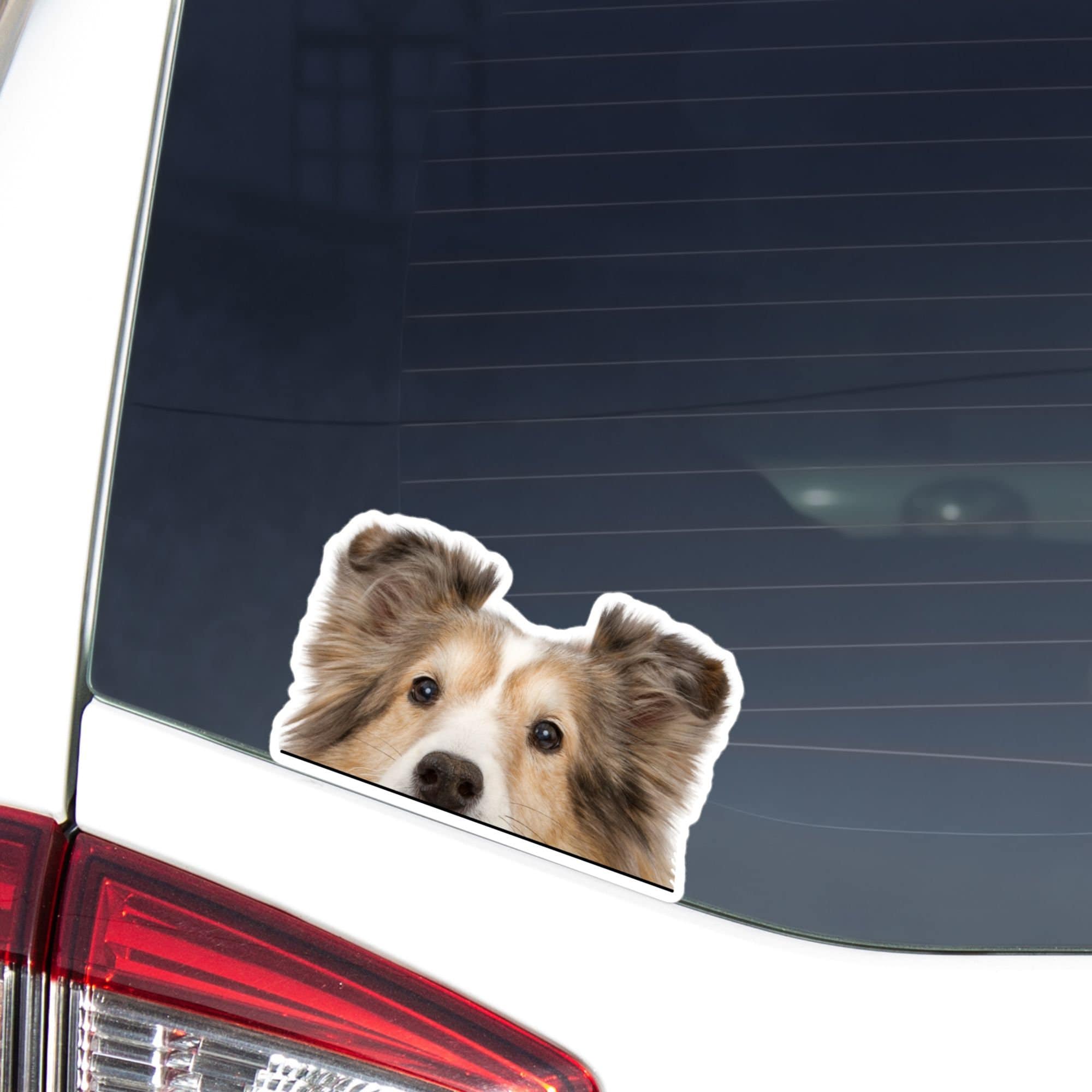 Light Sable Shetland Sheepdog Car Decal - Peeking Sheltie Dog Sticker ...