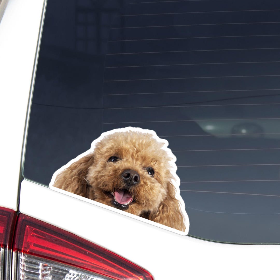Toy Poodle Car Decal Sticker / Realistic Peeking Beige Poodle Dog Head ...