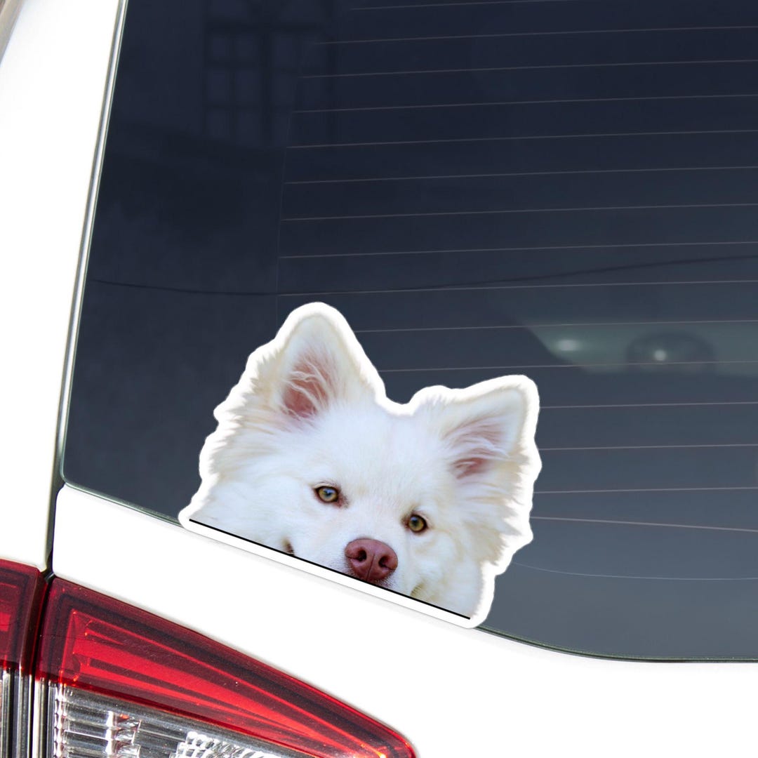 Finnish Lapphund Car Decal Sticker / Peeking Realistic White Lapinkoira ...