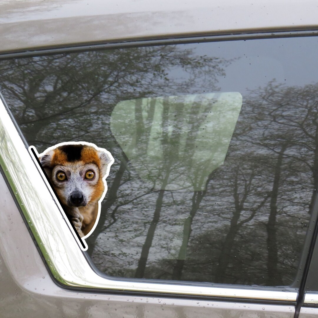 Peeking Lemur Car Decal - Peek-a-boo Kawaii Cute Funny Animal Sticker ...