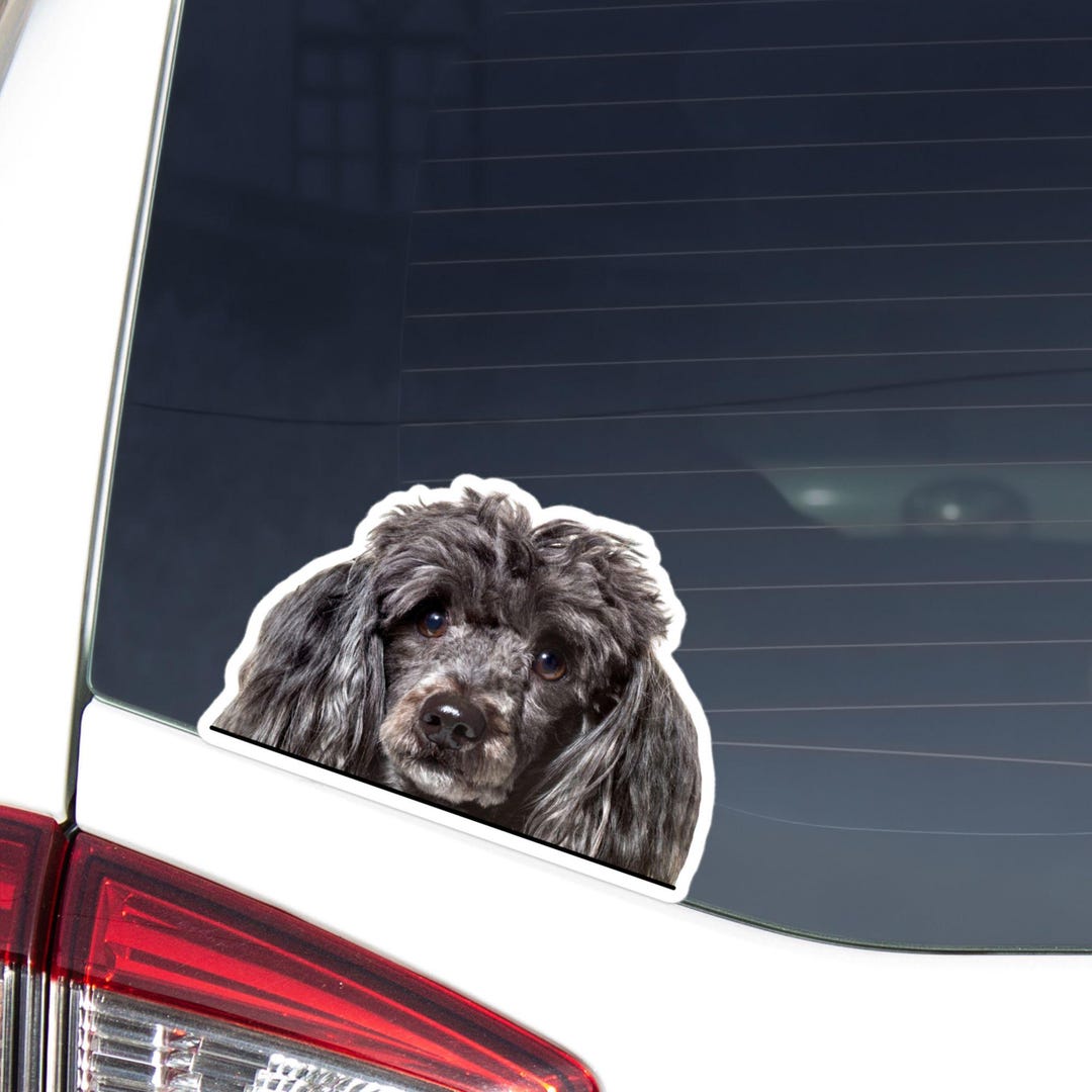 Toy Poodle Car Decal Sticker / Realistic Peeking Black Poodle Dog Head ...