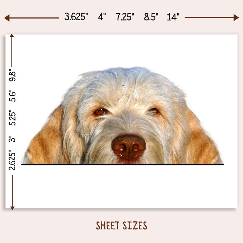 Spinone Italiano Car Decal: Peeking White Roan Dog, Waterproof Sticker ...