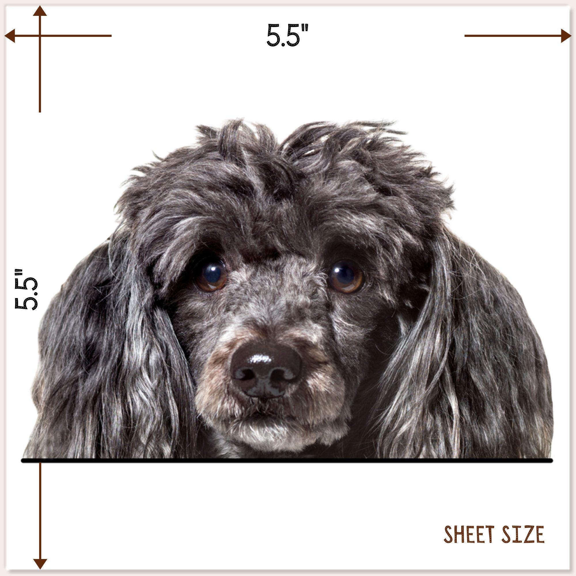 Toy Poodle Car Decal Sticker / Realistic Peeking Black Poodle Dog Head ...