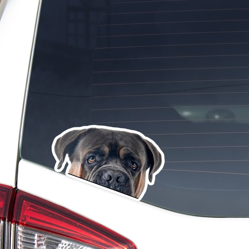 Realistic Cane Corso Car Decal Sticker / Peeking Fawn Cane - Etsy