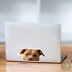 Tan Pitbull Car Decal – Peeking Realistic Pittie Dog Face Waterproof ...