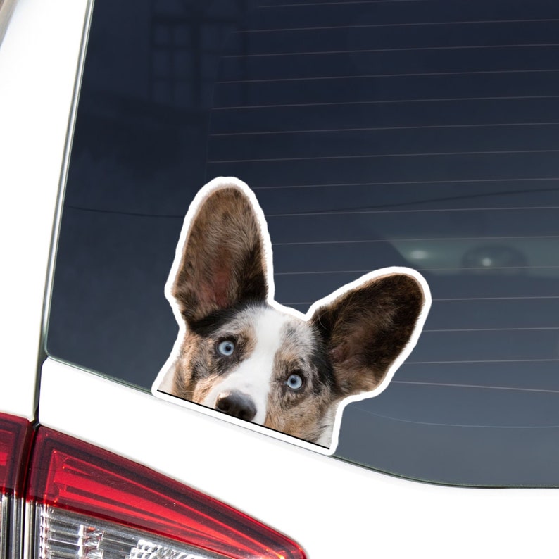 Blue Merle Corgi Car Decal - Peeking Cardigan Dog Waterproof Vinyl ...