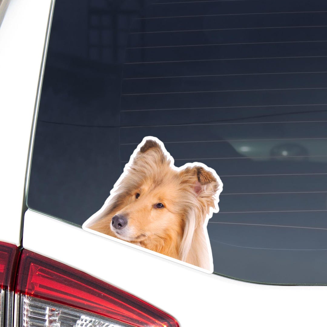 Scotch Collie Car Decal: Peeking Sable & White Dog Sticker, Waterproof ...