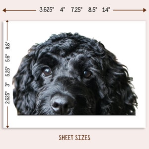 Black Cavapoo Car Decal Sticker / Peeking Realistic Cavapoo Dog Head ...