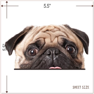 Peeking Pug Car Decal Sticker / Looking Out Pug Bumper Window Laptop ...