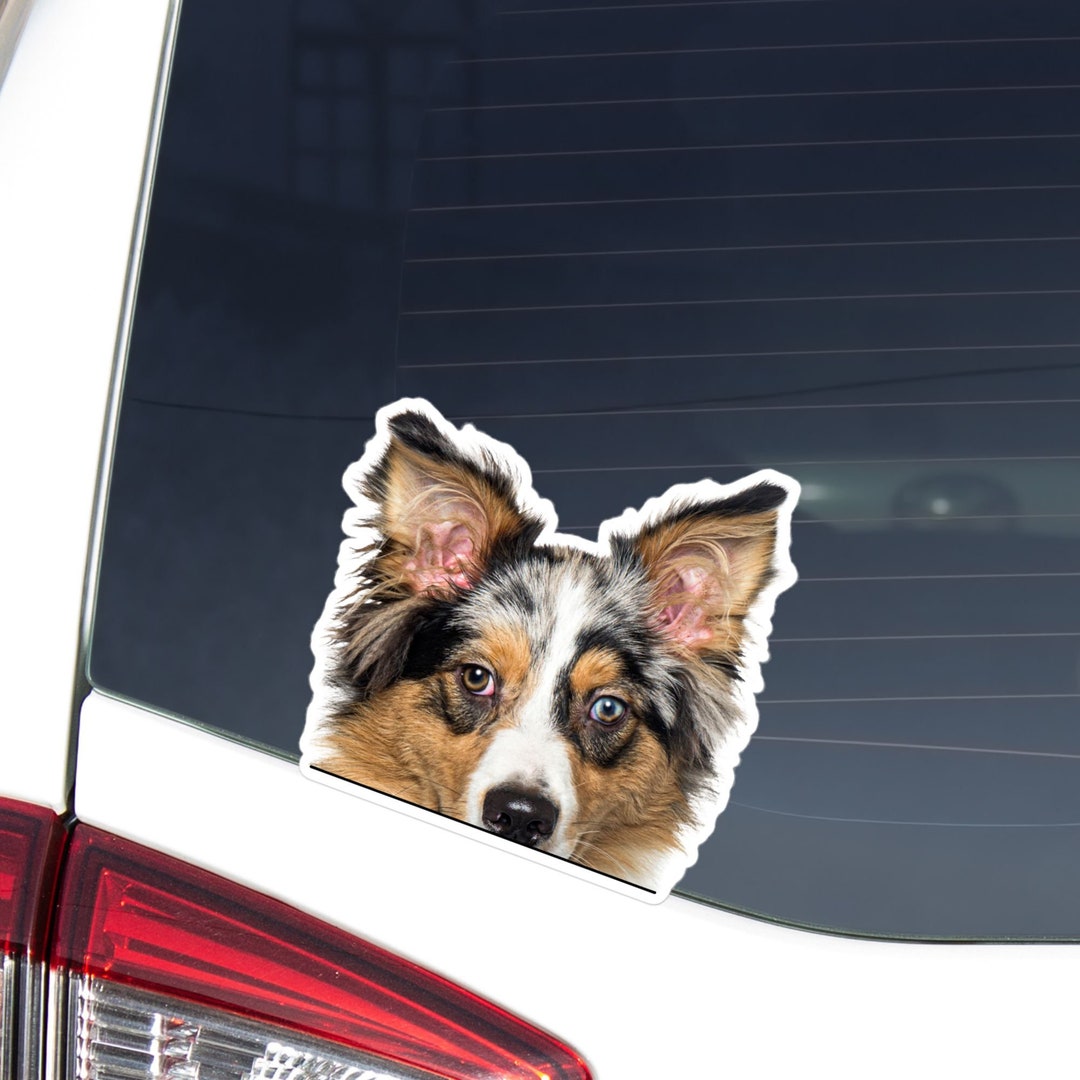 Peeking Border Collie Car Sticker Decal / Realistic Blue Red Merle Dog ...