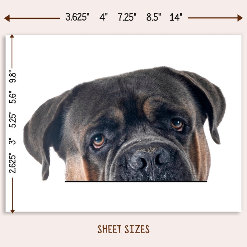 Realistic Cane Corso Car Decal Sticker / Peeking Fawn Cane - Etsy