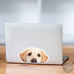 Cream Labrador Car Decal Sticker / Peeking Realistic Golden Dog Head ...