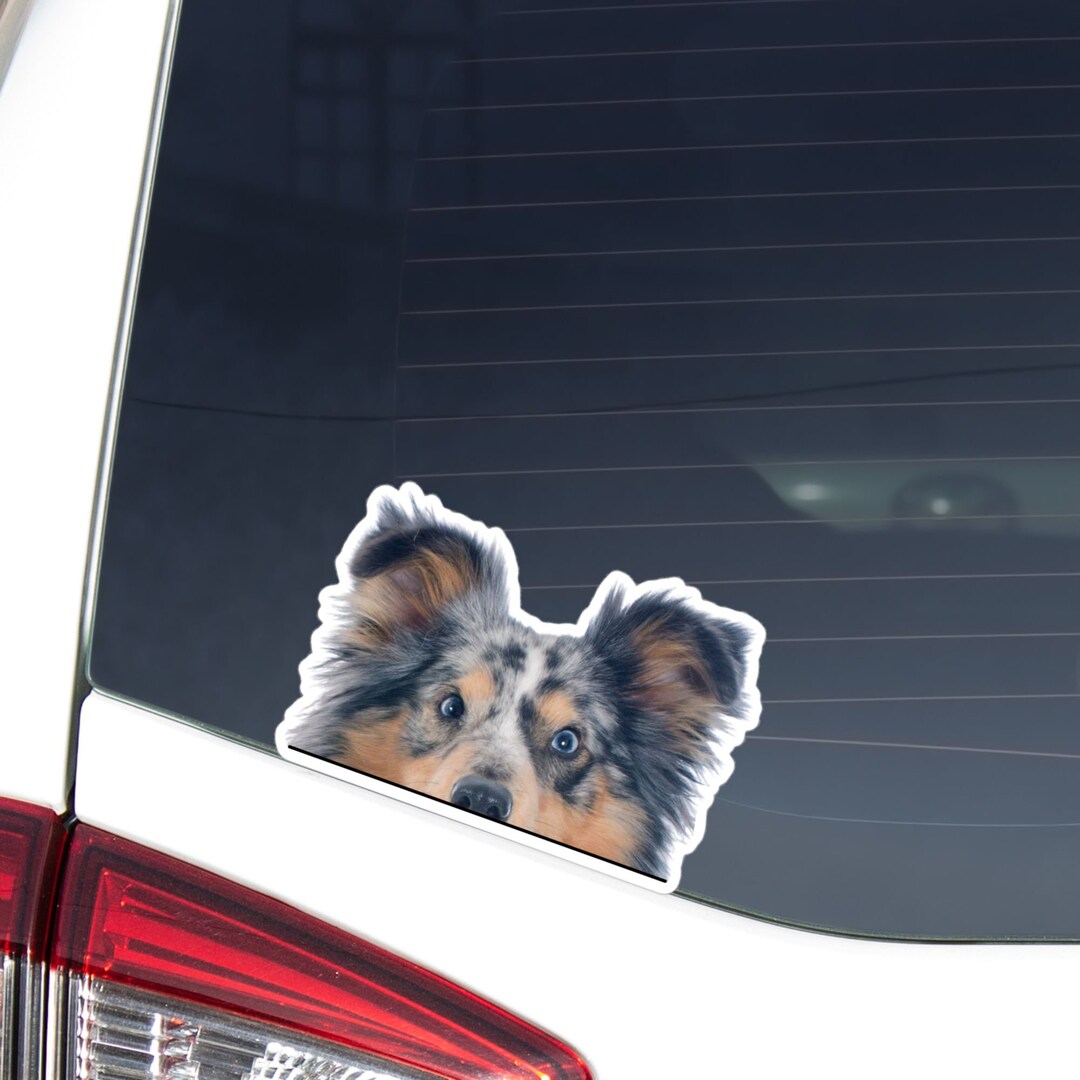Blue Merle Shetland Sheepdog Car Decal Sticker / Peeking Realistic ...
