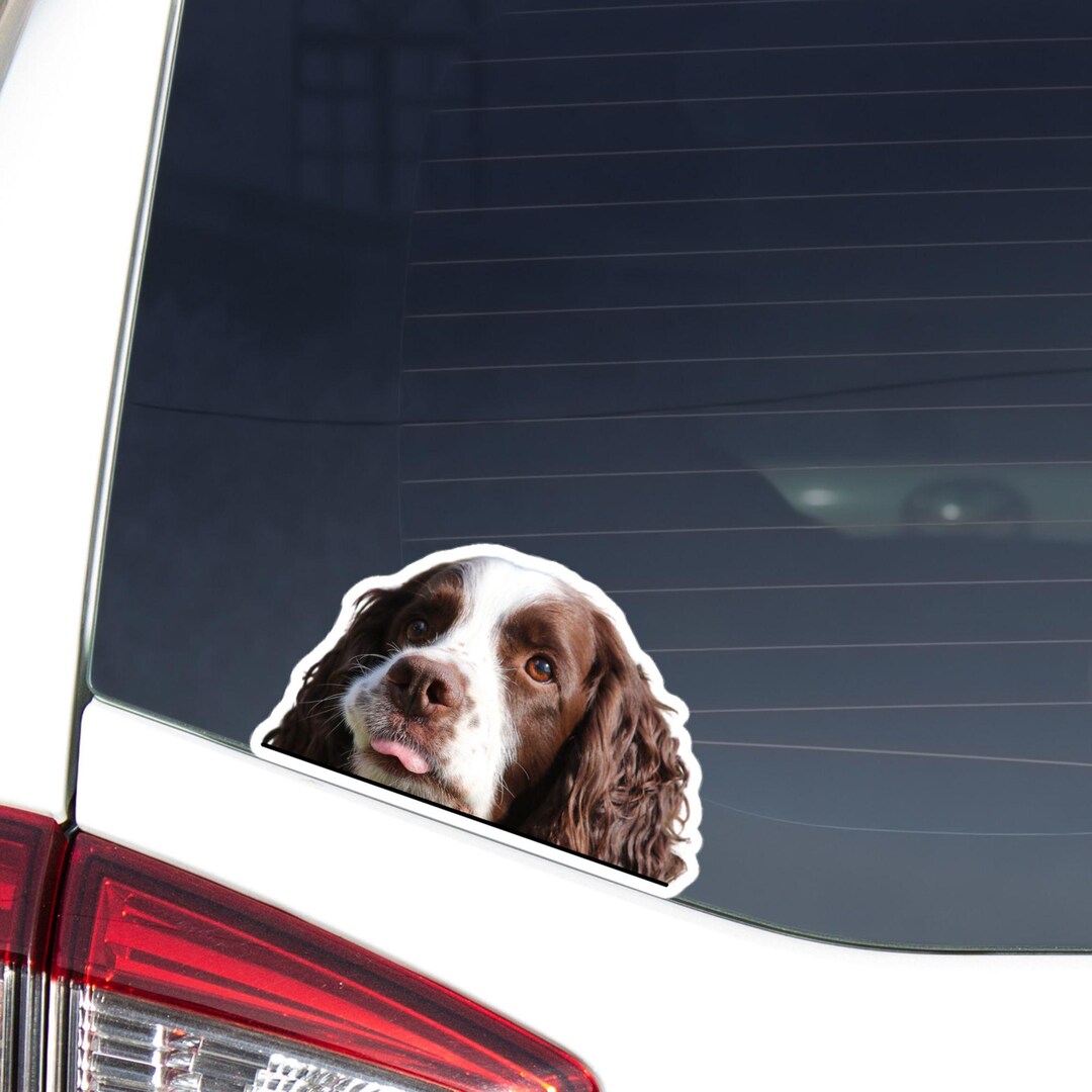English Springer Spaniel Car Decal Sticker / Peeking Brown White Spots ...