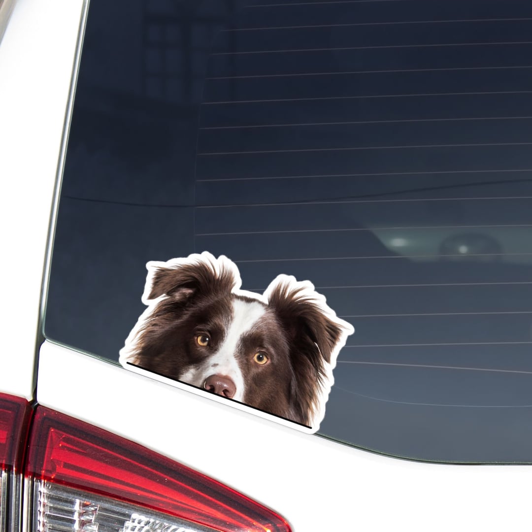 Border Collie Car Decal: Peeking Brown & White Dog Sticker, Waterproof ...