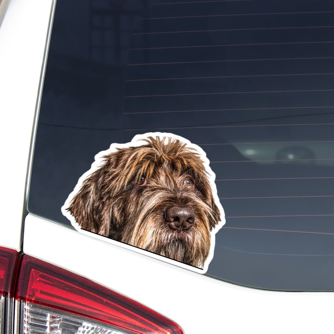 Korthals Griffon Car Decal: Peeking Brown Wirehaired Pointing Dog Vinyl ...