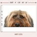 Fawn Red Briard Car Decal Sticker / Peeking Realistic Briard Dog Head ...
