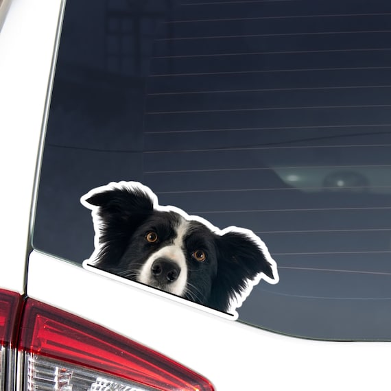 Peeking Border Collie Car Sticker Decal / Realistic - Etsy