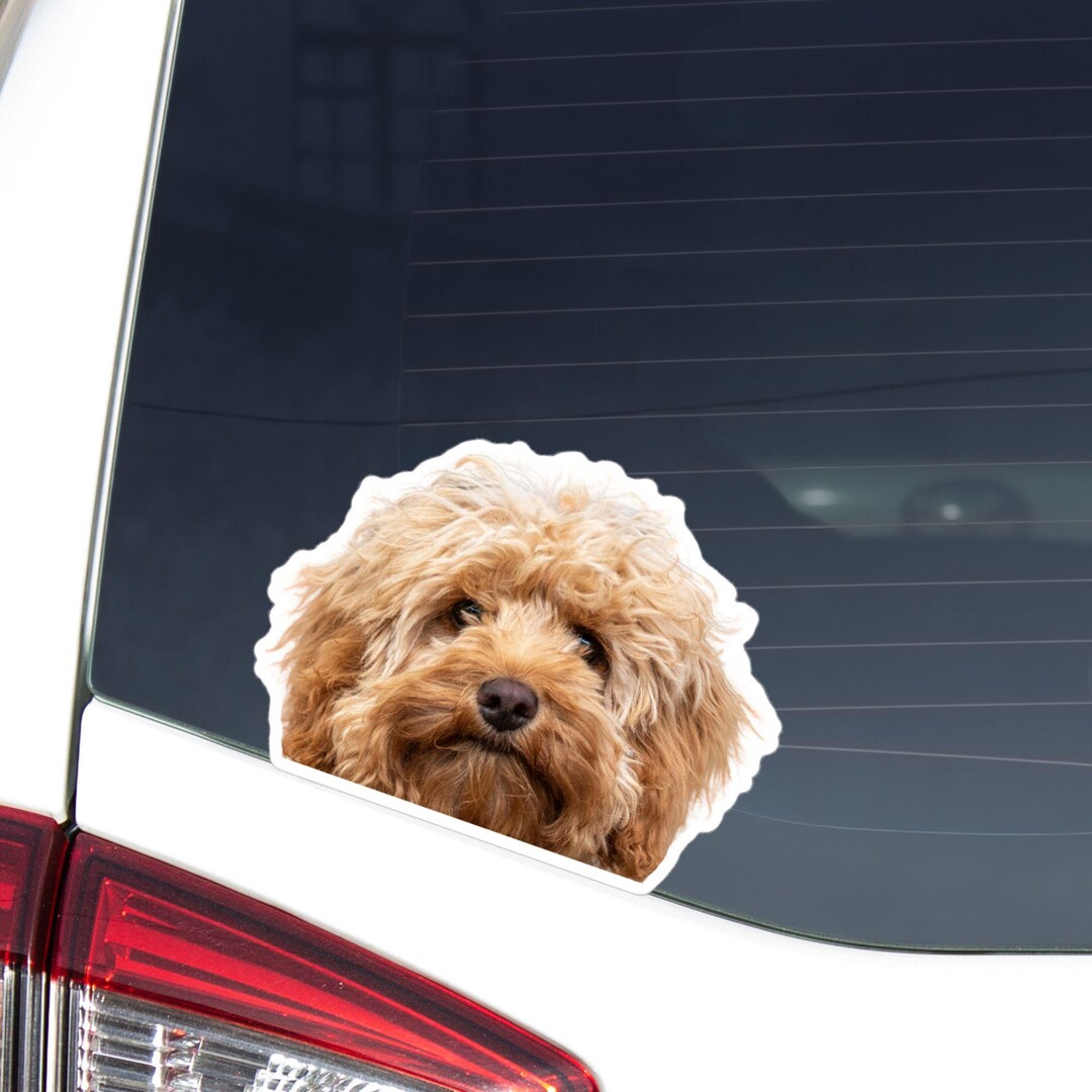 Cavapoo Car Decal: Peeking Apricot Dog, Waterproof Vinyl Sticker - Etsy