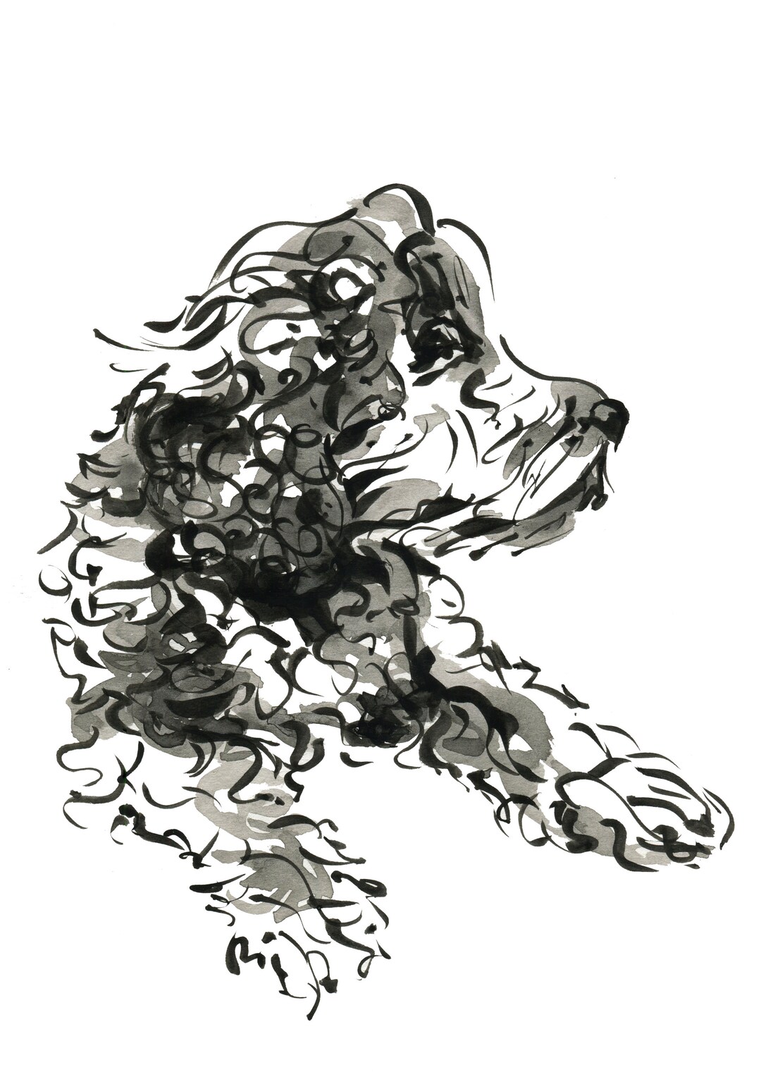 Cockapoo Poodle Dog Art Print - A4 Size - Black and White, Monochrome ...
