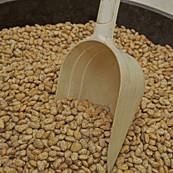 Heirloom Bean Seed - Etsy