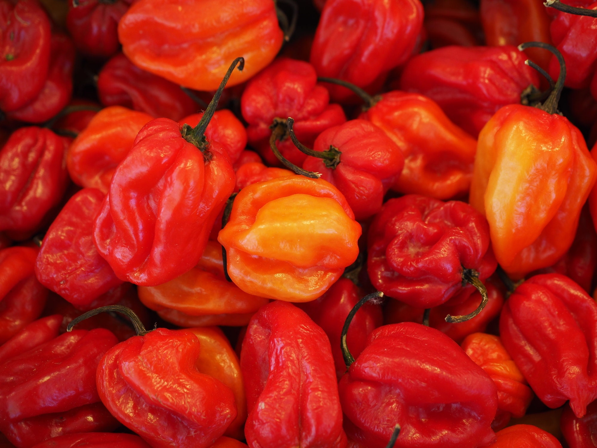 Red Habanero Pepper Heirloom Non GMO 1 gram 150 seeds | Etsy
