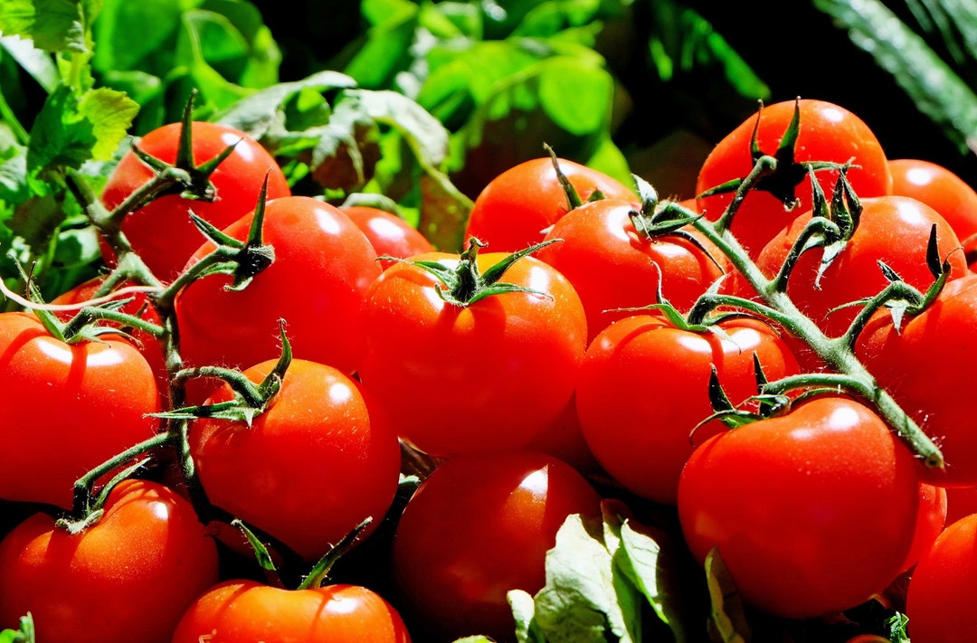 Marglobe Tomato Heirloom Non GMO 1 Gram 250 Seeds Free Shipping - Etsy