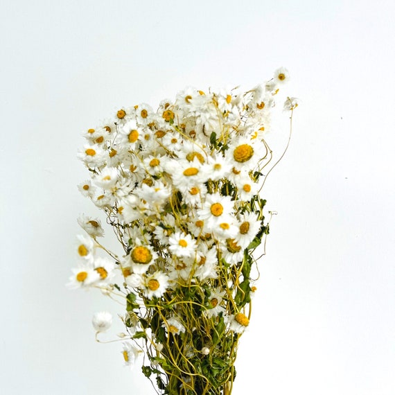 Dried Rodanthe Flower Bunch Bouquet Wedding Home Decor - Etsy
