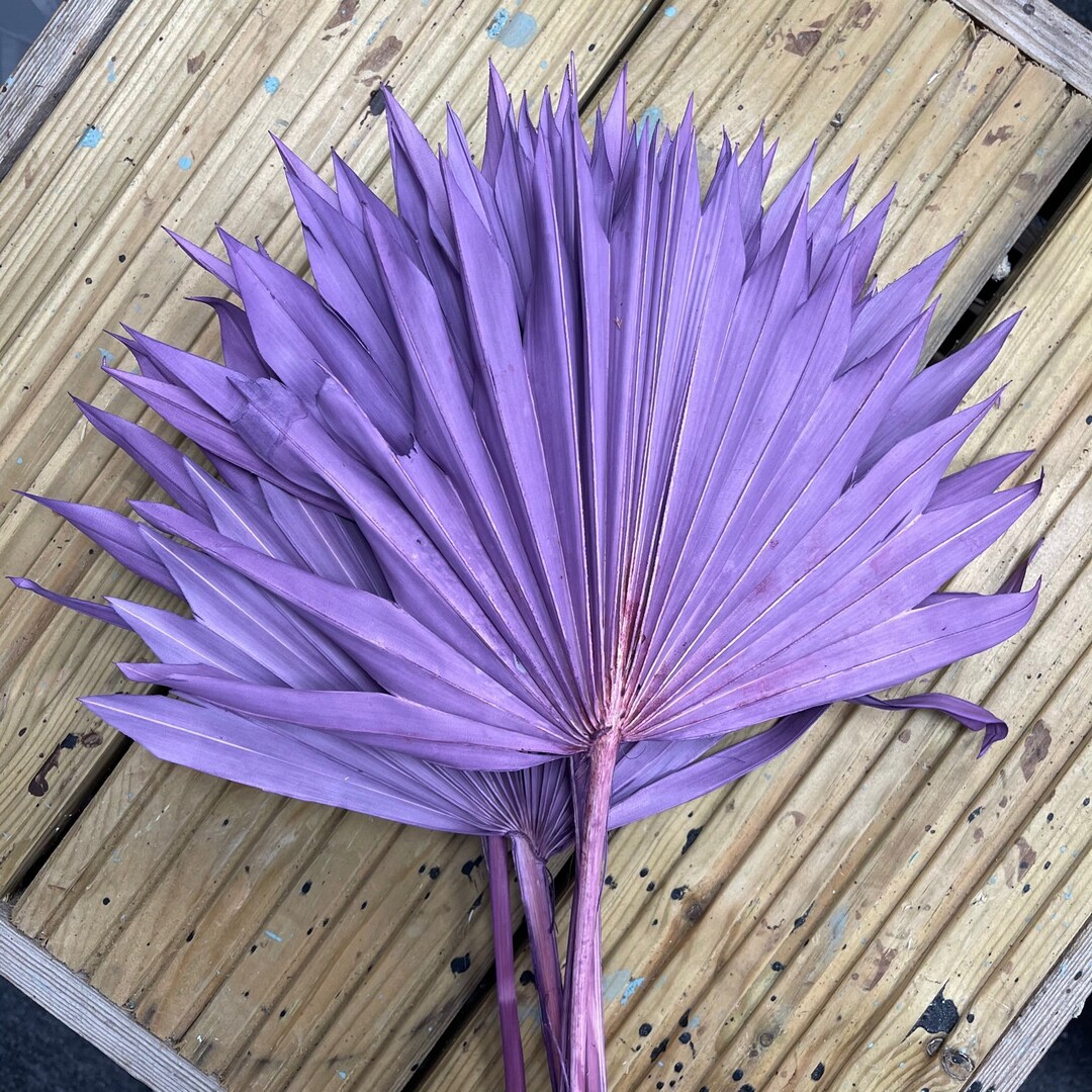 Dried Palm Sun Fan 6 Pack Available in 6 Colours Boho Tropical - Etsy UK