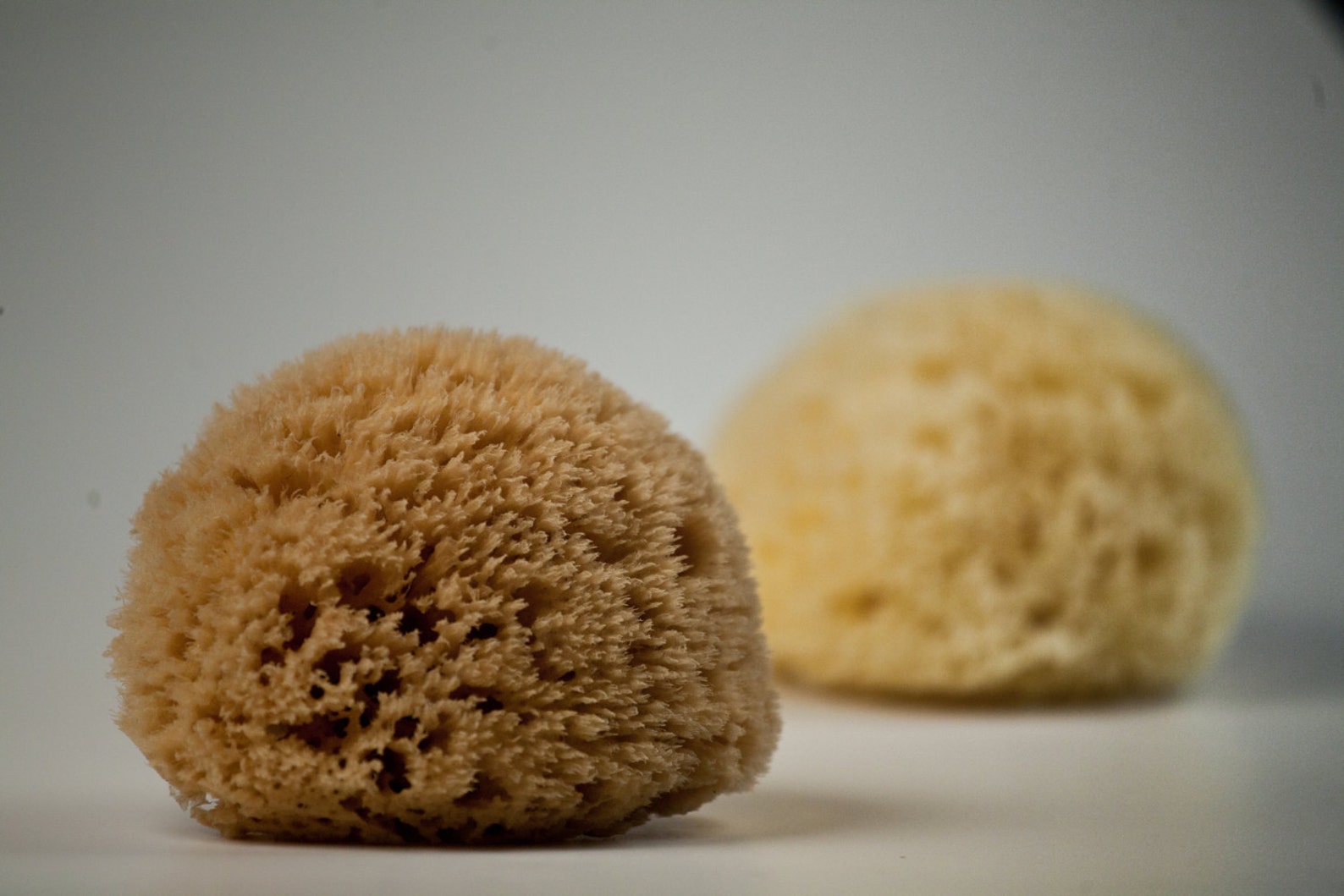 Natural Sea Sponge Honeycomb Type| King of Sponges| Kalymnos Island ...