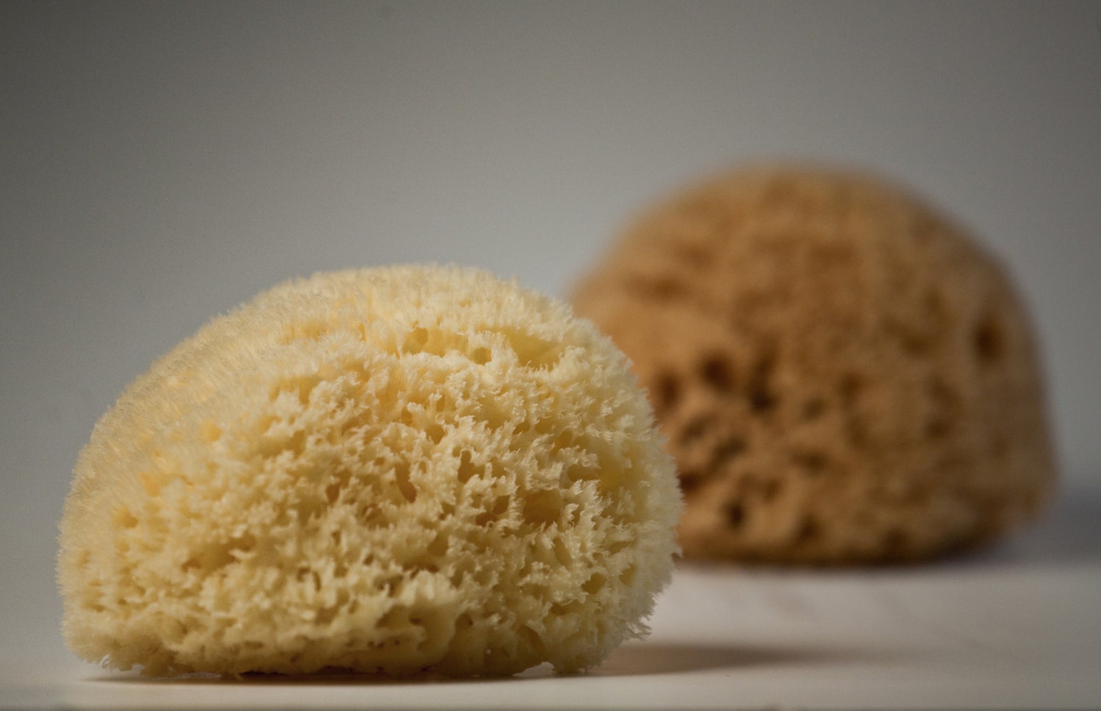 Natural Sea Sponge Honeycomb Type| King of Sponges| Kalymnos Island ...