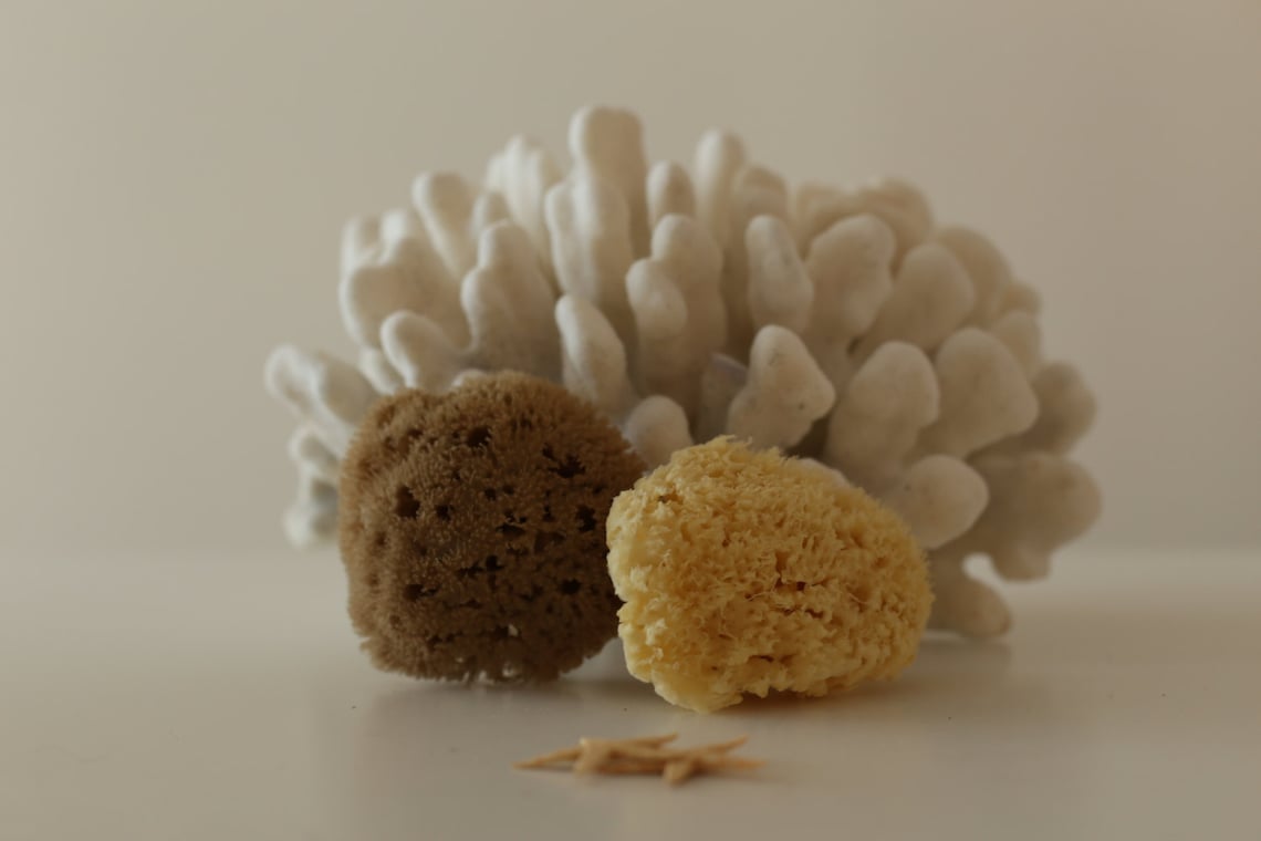 Natural Sea Sponge Honeycomb Type| King of Sponges| Kalymnos Island ...