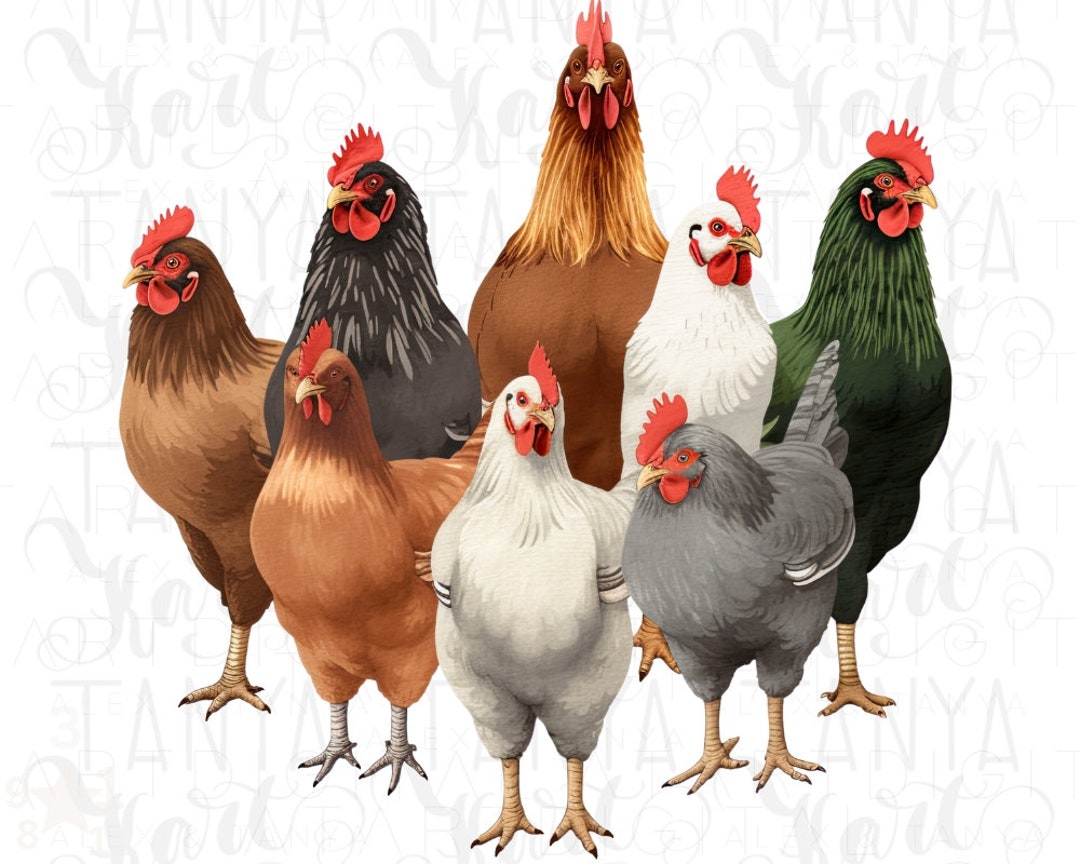 Chicken Graphic PNG: Farmhouse Thanksgiving Design (digital Download ...