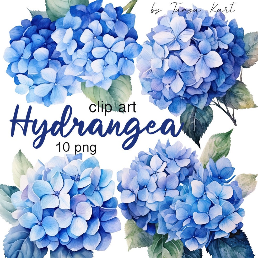 Watercolor Hydrangea Clipart, Floral Wedding Decorations Digital ...