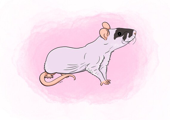 Dumbo Drawing Tumblr