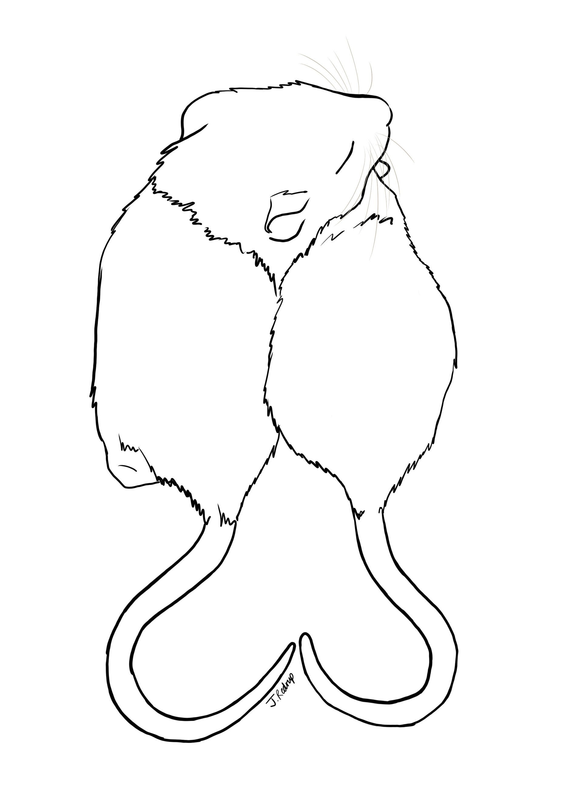 Line Art Rat Custom Pet Portrait digital Download Rat - Etsy