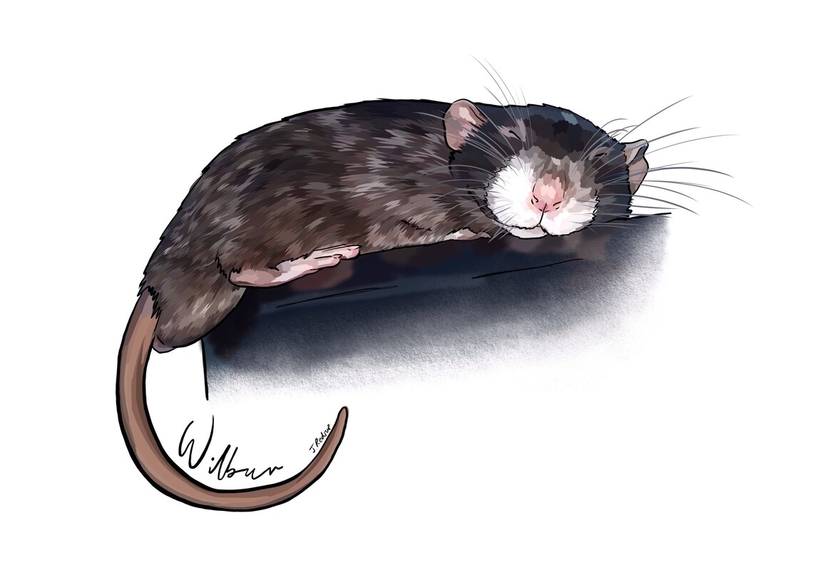 Detailed Rat Custom Pet Portrait digital Download/print Rat | Etsy