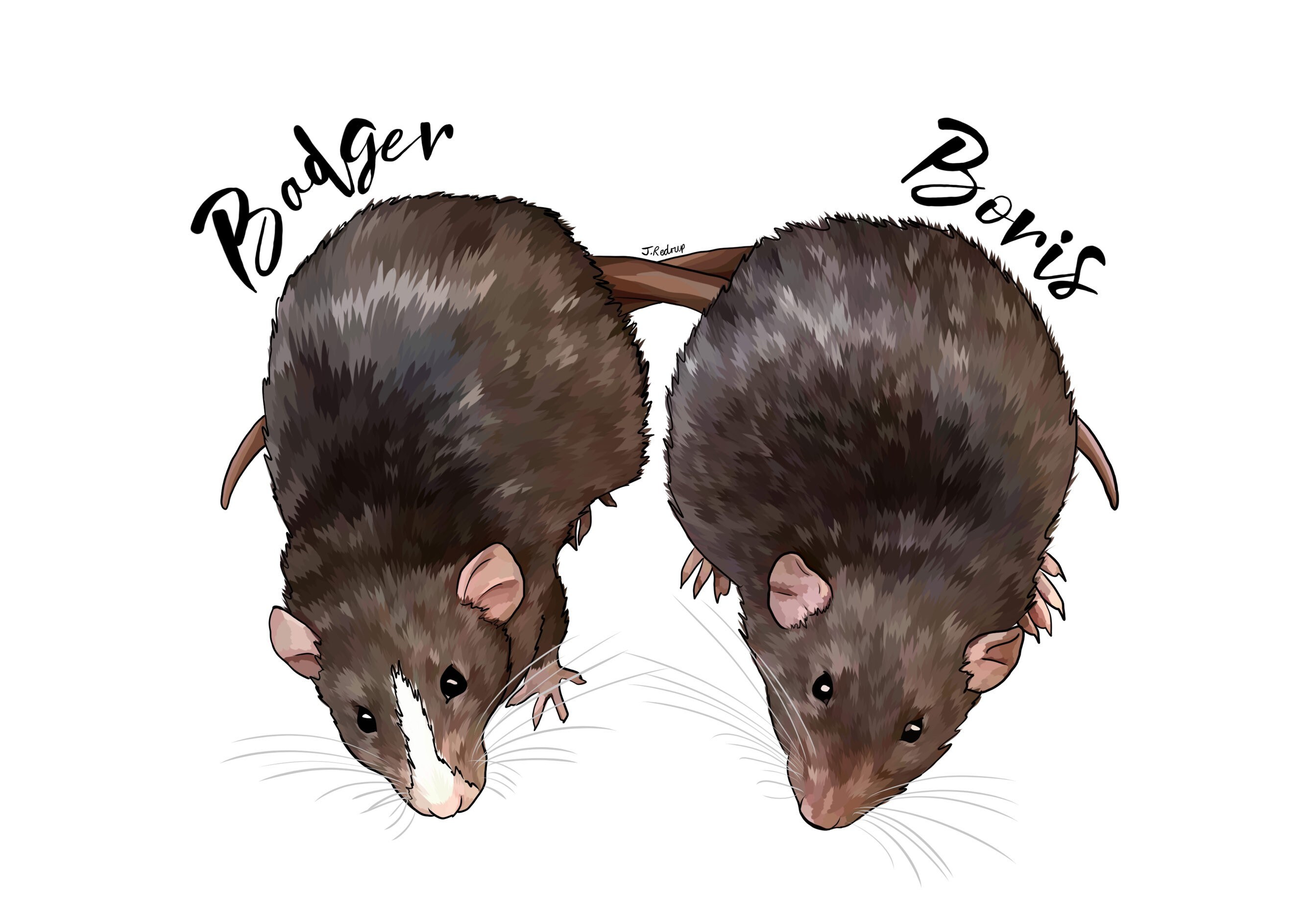 Detailed Rat Custom Pet Portrait digital Download/print Rat | Etsy