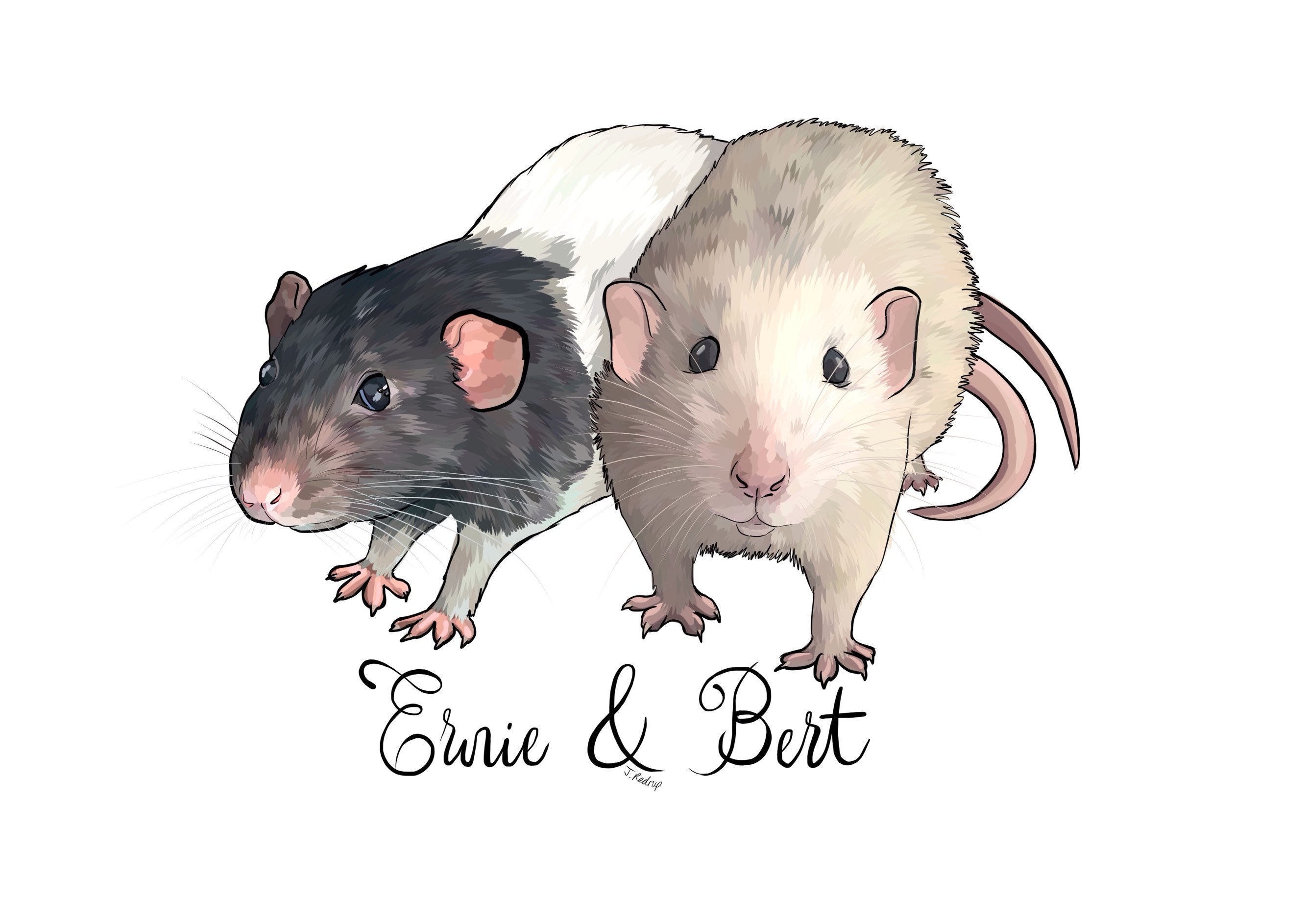 Detailed Rat Custom Pet Portrait digital Download/print Rat | Etsy