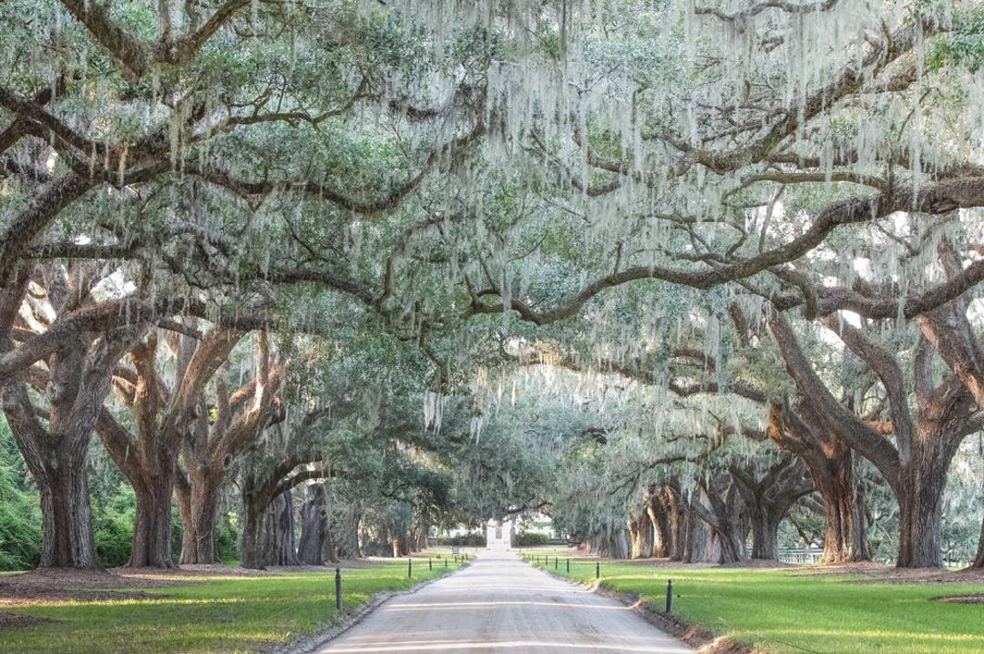 Live Oaks, Tree Photography, Avenue of Oaks, Charleston, Boone Hall ...