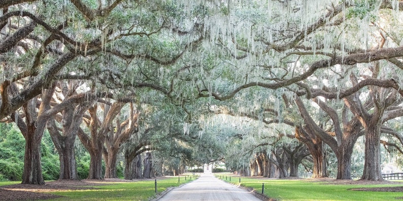 Charleston Wall Art, Avenue of Oaks Canvas Print, Tree Photography ...