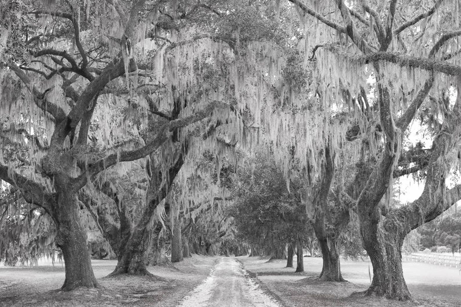 Avenue of Oaks, Tree Photography, South Carolina Photo Art, Charleston ...
