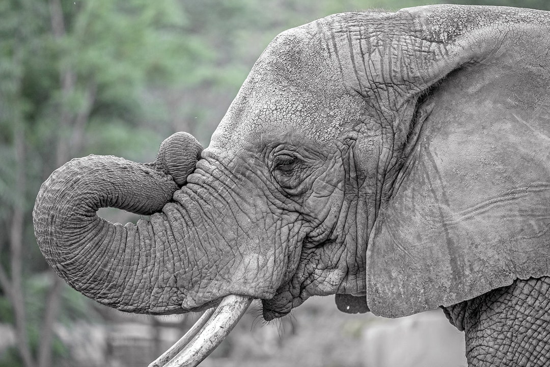 African Elephant Wall Art, Wildlife Photography, Kids Room Decor ...