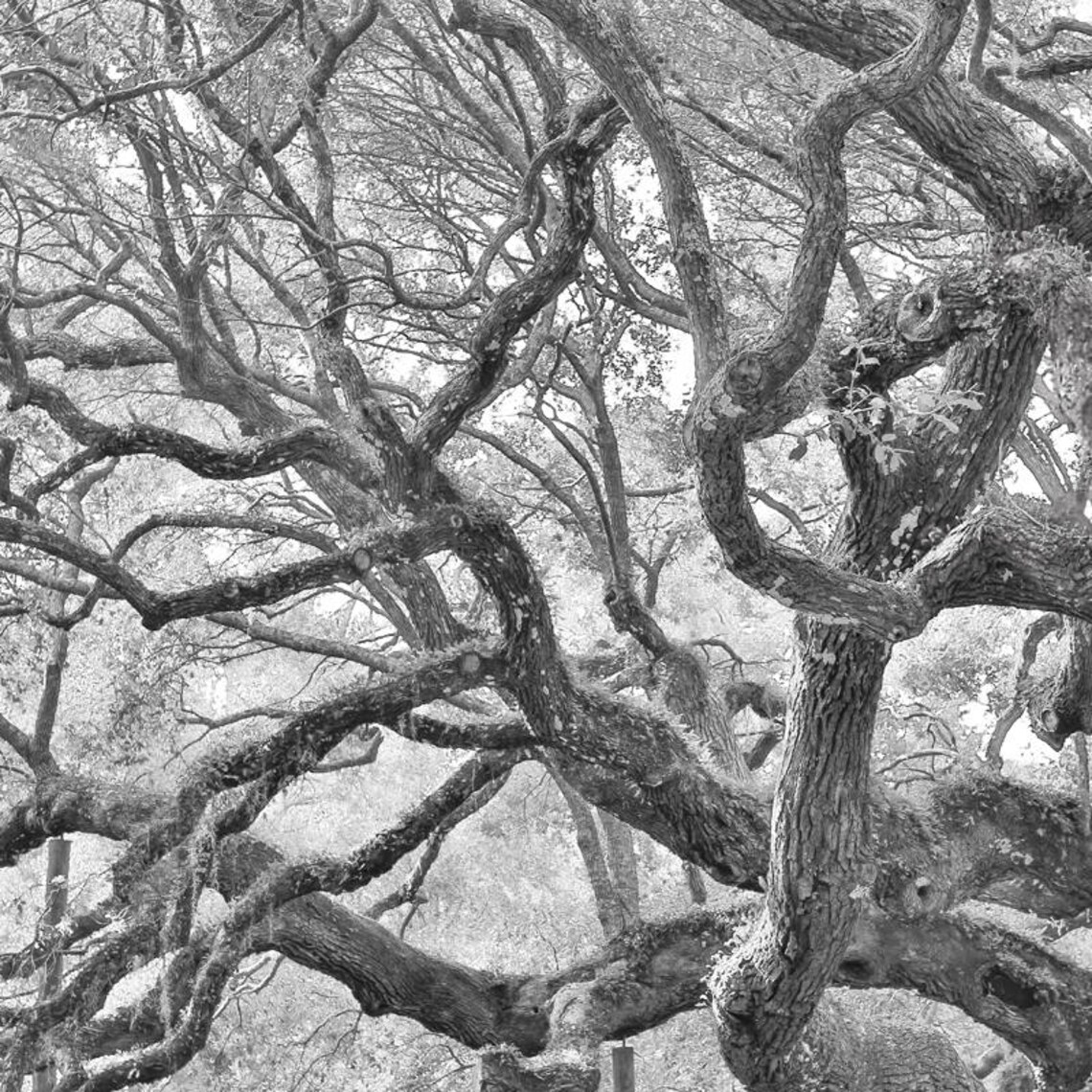 B&W Angel Oak Tree Abstraction, Tree Photography, Black and White Tree ...