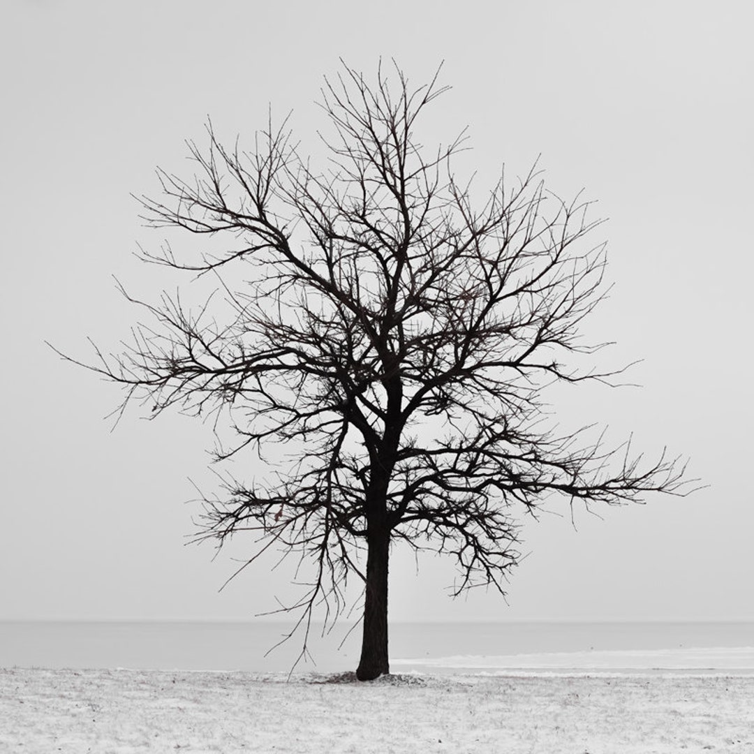 Lone Tree Wall Art, Tree Picture, Tree Silhouette, B&W Tree Photo ...