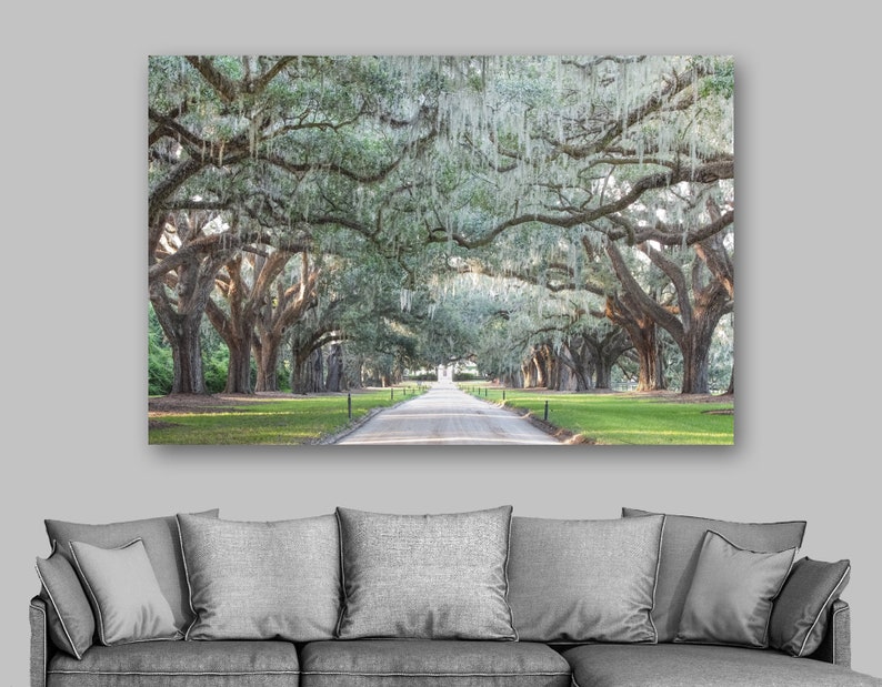 Avenue of Oaks, Charleston Photography, Boone Hall Plantation, South ...