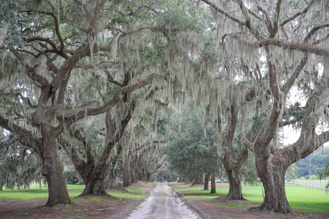 Avenue of Oaks, Tree Photography, South Carolina Photo Art, Charleston ...
