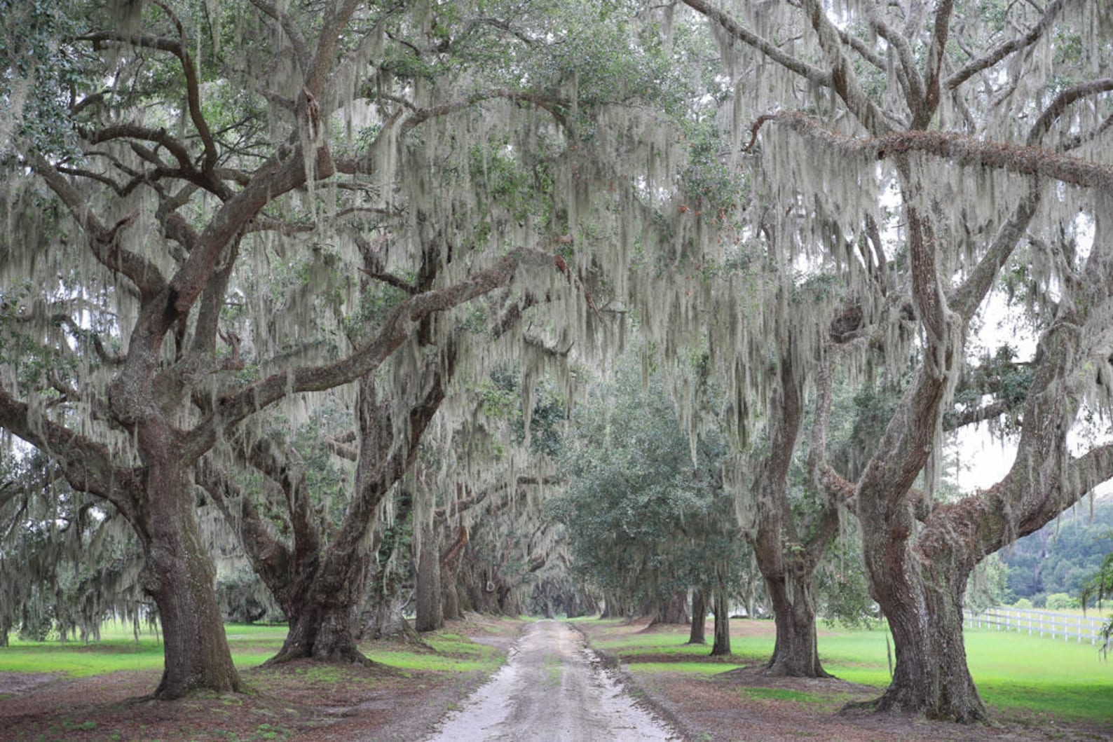 Avenue of Oaks, Tree Photography, South Carolina Photo Art, Charleston ...